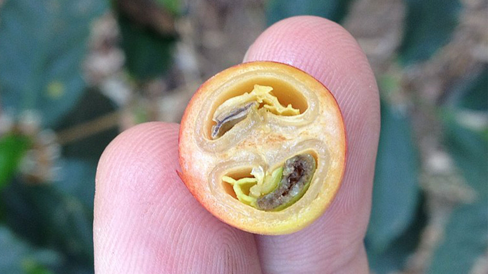 What is coffee? - NCA - About Coffee