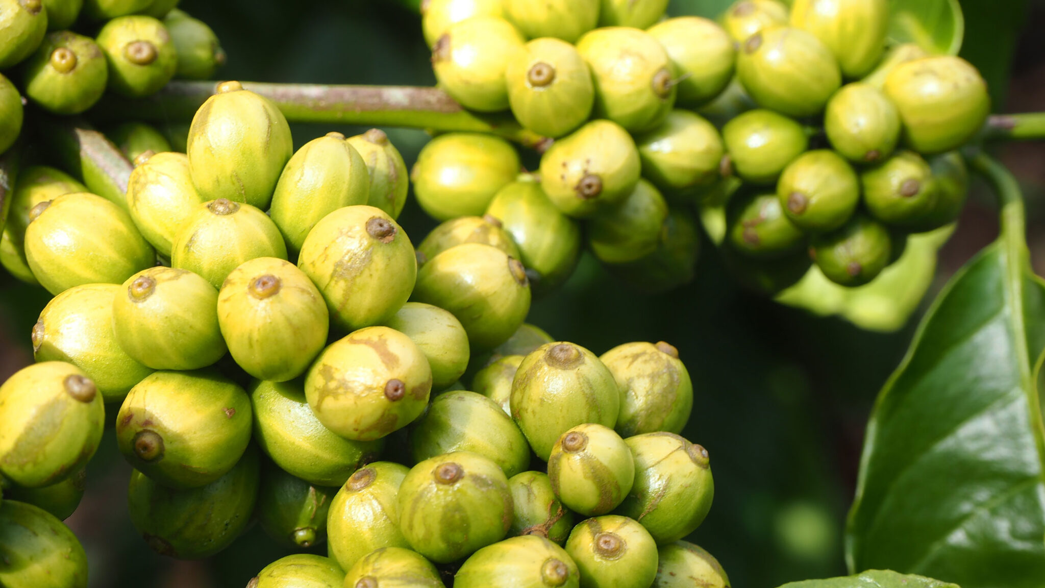 Varieties - NCA - About Coffee