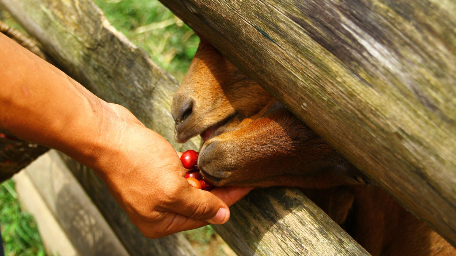 History of coffee - NCA - About Coffee