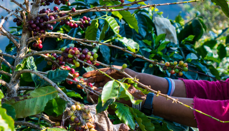 Lifecycle of Coffee - NCA - About Coffee