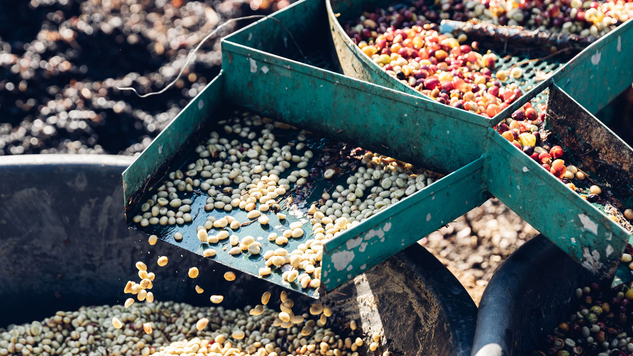 Origins - NCA - About Coffee