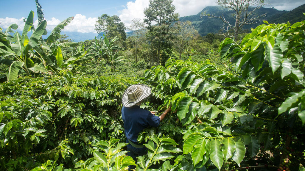 Sustainability - NCA - About Coffee