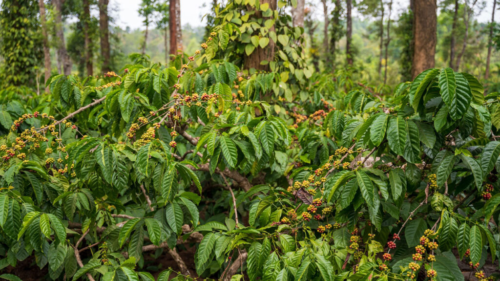 Sustainability - NCA - About Coffee